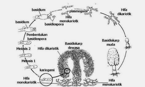 Media Informasi: Ciri dan Klasifikasi Jamur
