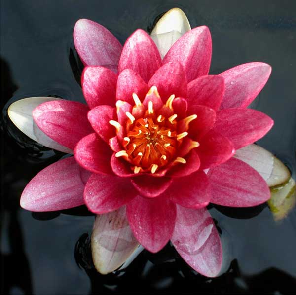 cool Flowers | Celebrity Movie