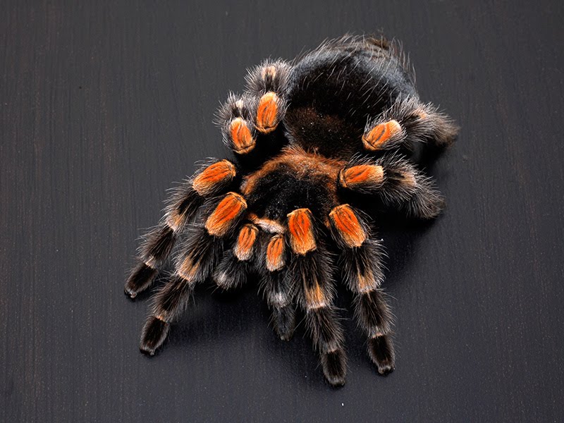 Birdspiders: Alles über Vogelspinnen: Brachypelma smithi