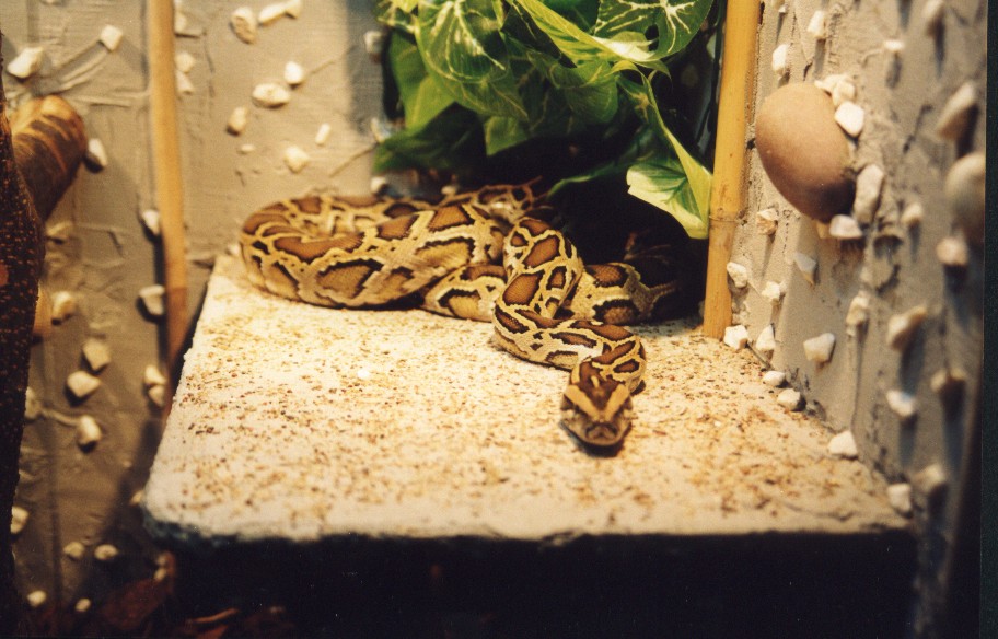 Pupile człowieka: Pyton tygrysi (Python molurus)