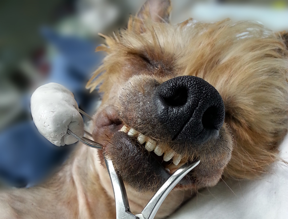 ARTROVET: Fractura de mandíbula