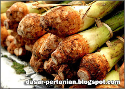 Mengenal Jenis-Jenis Talas - Rumah Petani