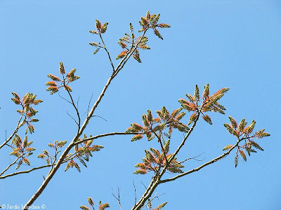 Future is written in green: Acrocarpus fraxinifolius, a tree for the future