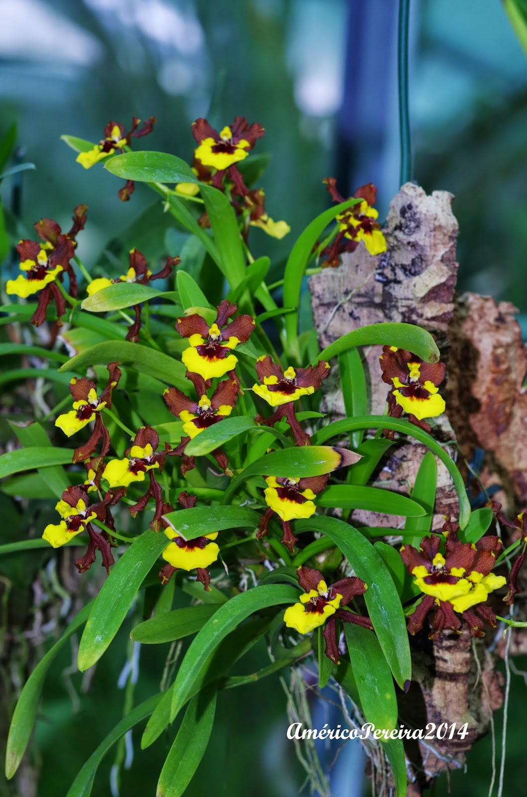Orquídeas soltas: Oncidium eurycline