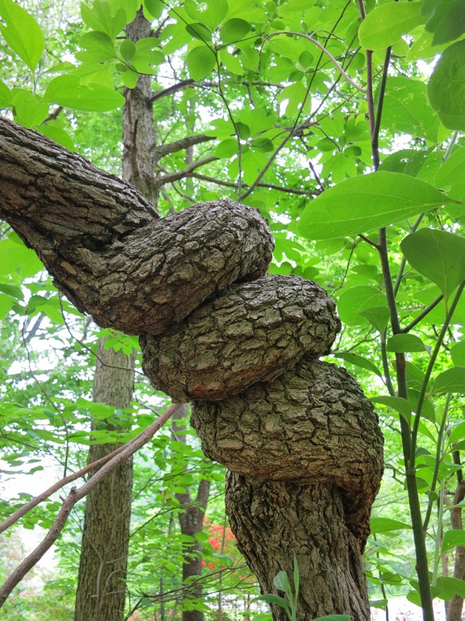 WashingtonGardener: Our Favorite Mid-Atlantic Trees and Why We Love Them