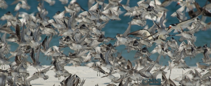 Birding Is Fun!: Birds Flocking Together