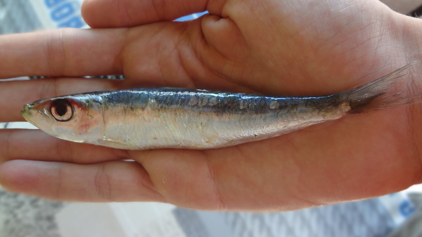 Bezglutenske čarolije: Sardele