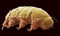 Amy Brown Science: Tardigrades - The Amazing Water Bear!