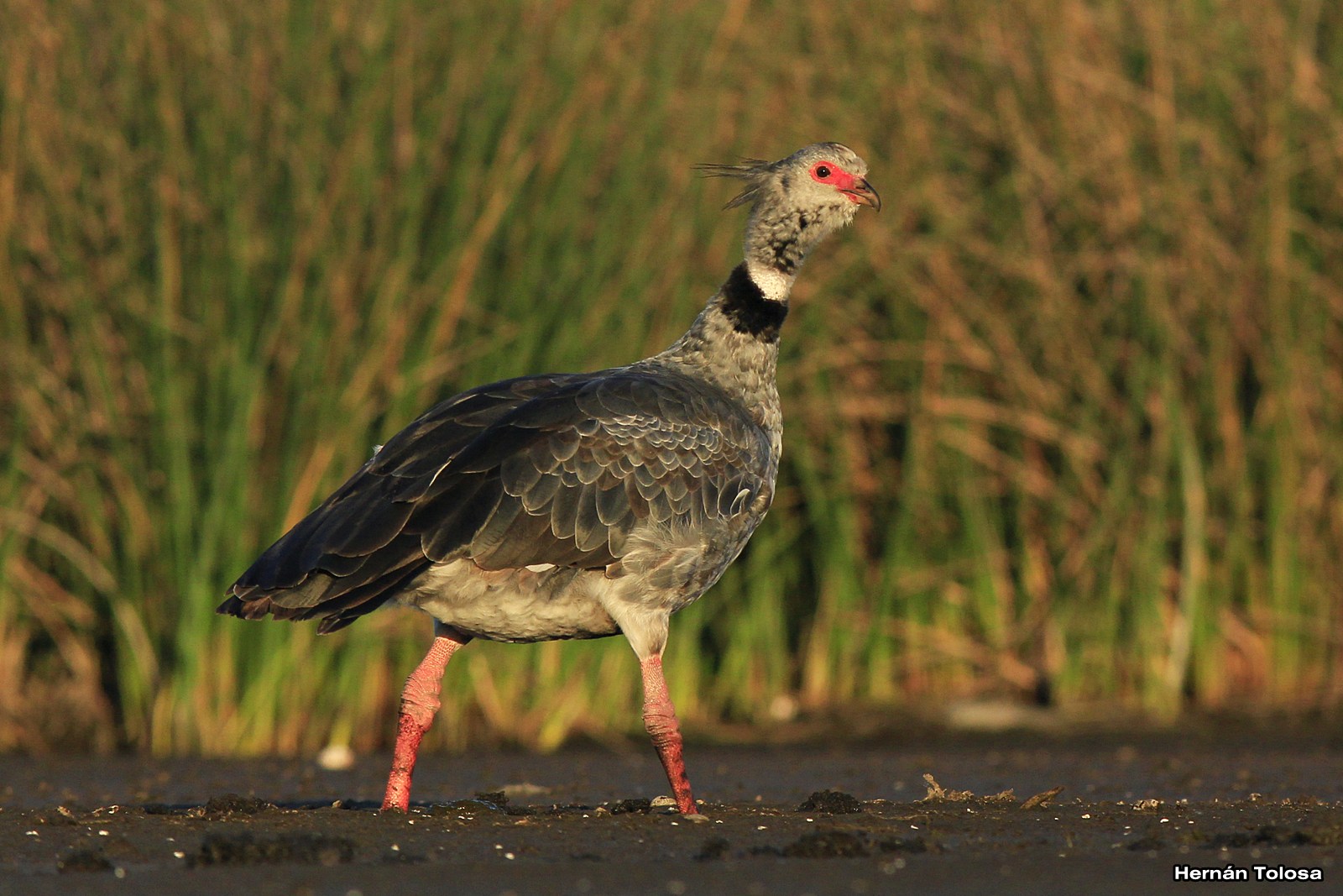 Aves de Argentina: Chajáes en el barro