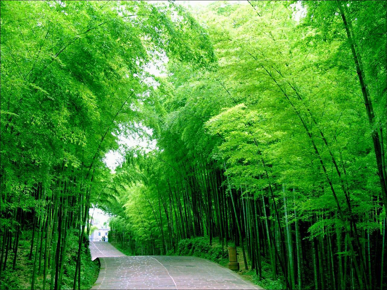 Shunan Bamboo Sea – The Biggest Natural Bamboo Forest | China Tours ...