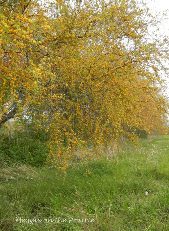 Meggie On The Prairie: What's in a Name.....