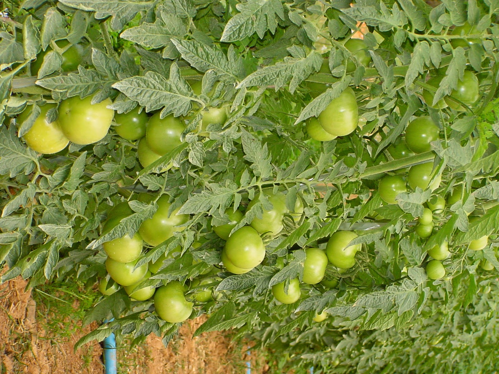 DIÁRIO COM A NATUREZA: 19 DE ABRIL - TOMATE - FRUTO - FLOR - SOLANUN ...