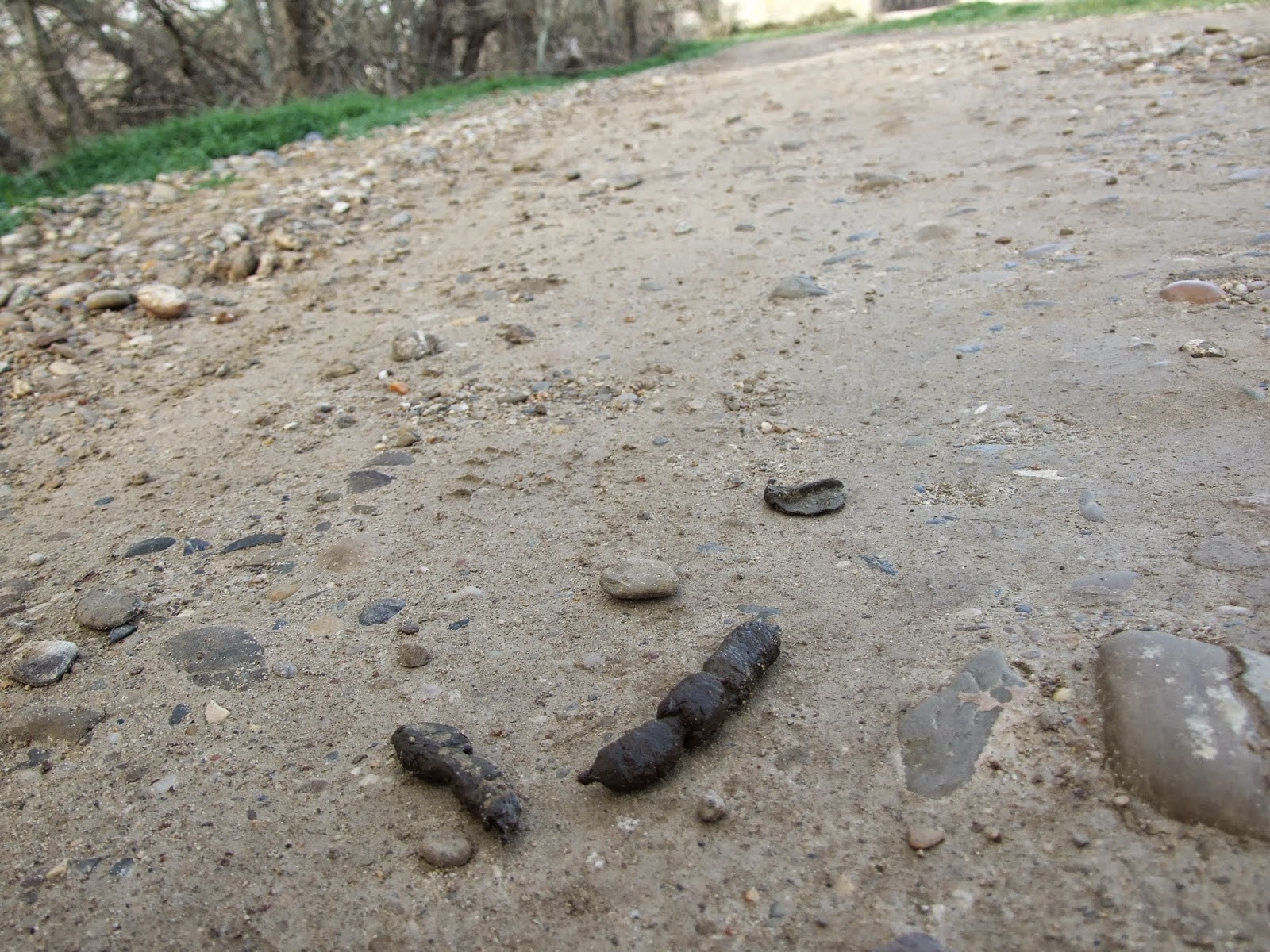 Clave de Excrementos