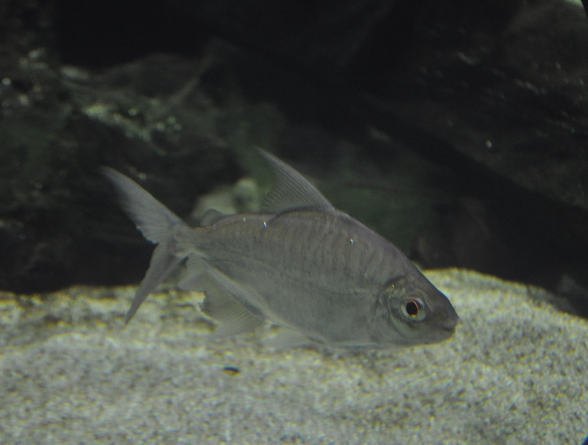 ZOOTOGRAFIANDO (6.100 ANIMALS): PACÚ OVEJA / SHEEP-PACU (Acnodon normani)