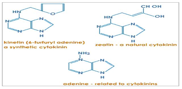 Plant Hormones: Cytokinins ~ Dhiraj's Blog