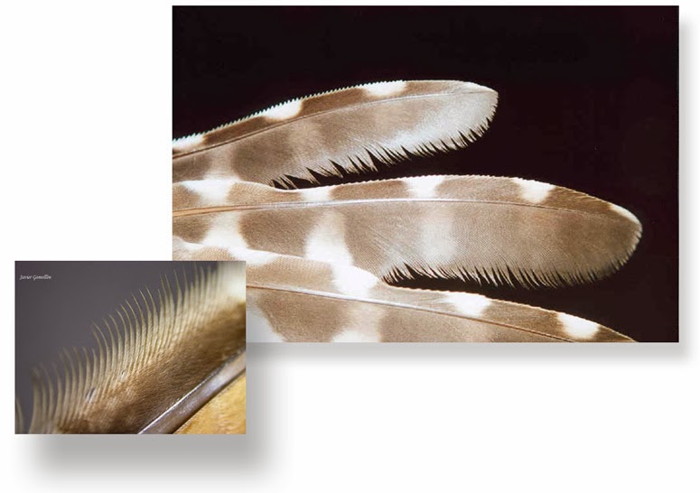 PlantArte en tu Oasis. Paisajismo y naturaleza para todos.: El autillo ...