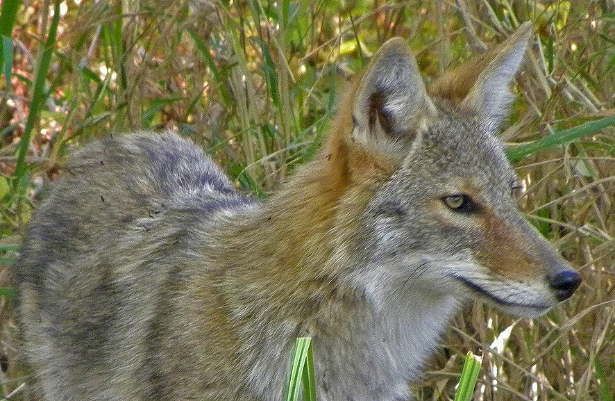 Dallas Trinity Trails: Hunting The Wetlands and Sloughs of the Trinity ...