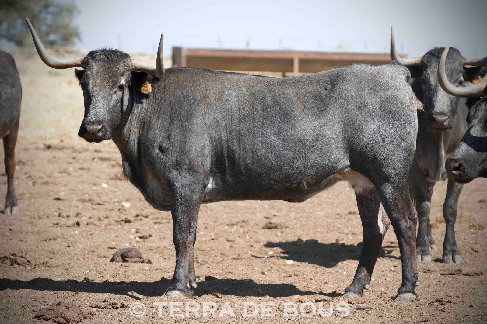 LAS VACAS DE VICTORINO MARTíN