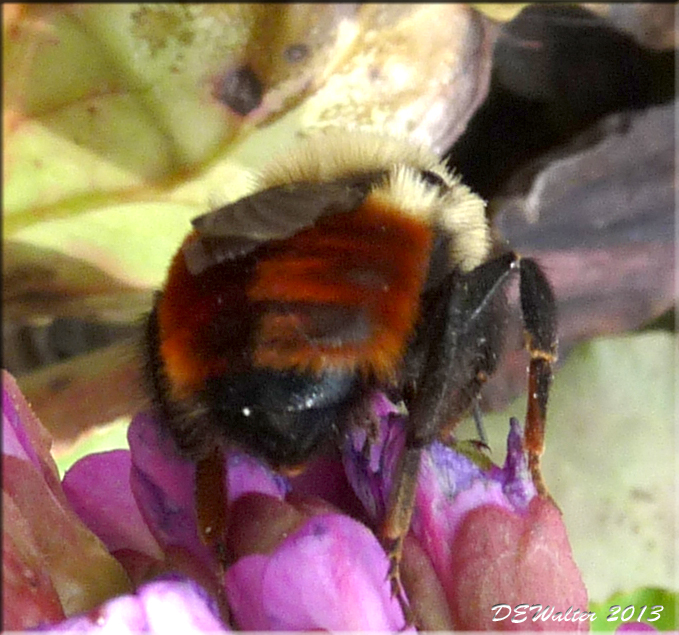 The Home Bug Garden: And the bees are back too