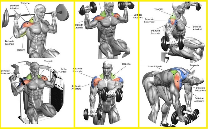 Top 5 Shoulder Exercises for Cannon Ball Delts