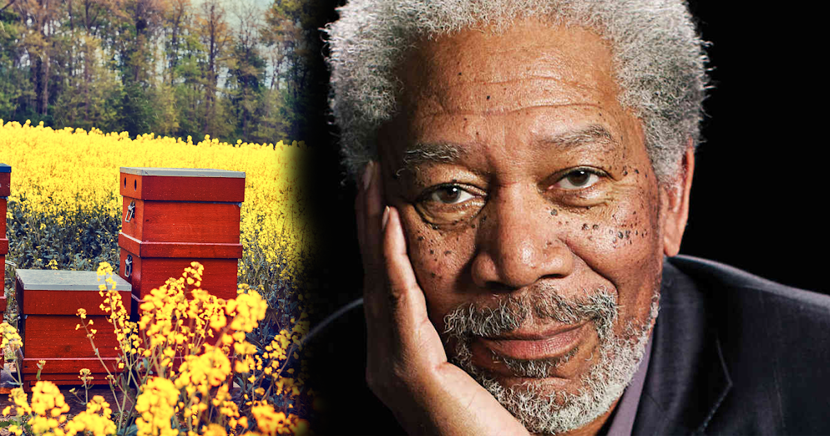 Morgan Freeman Turned A 124-Acre Ranch Into A Bee Sanctuary