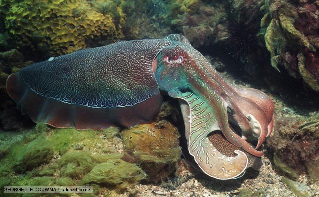 O Livro da Natureza: Lulas