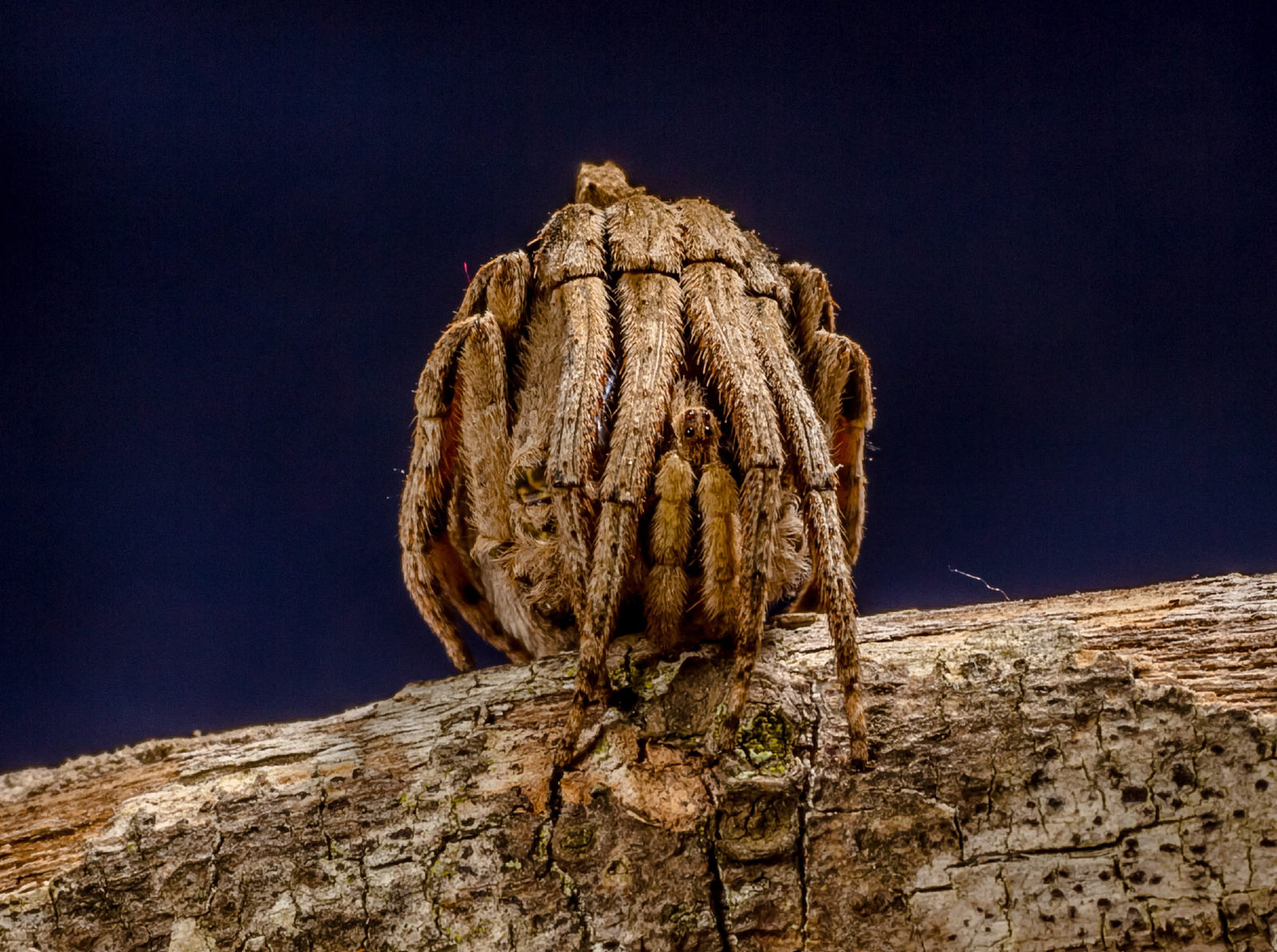 Real Monstrosities: Poltys