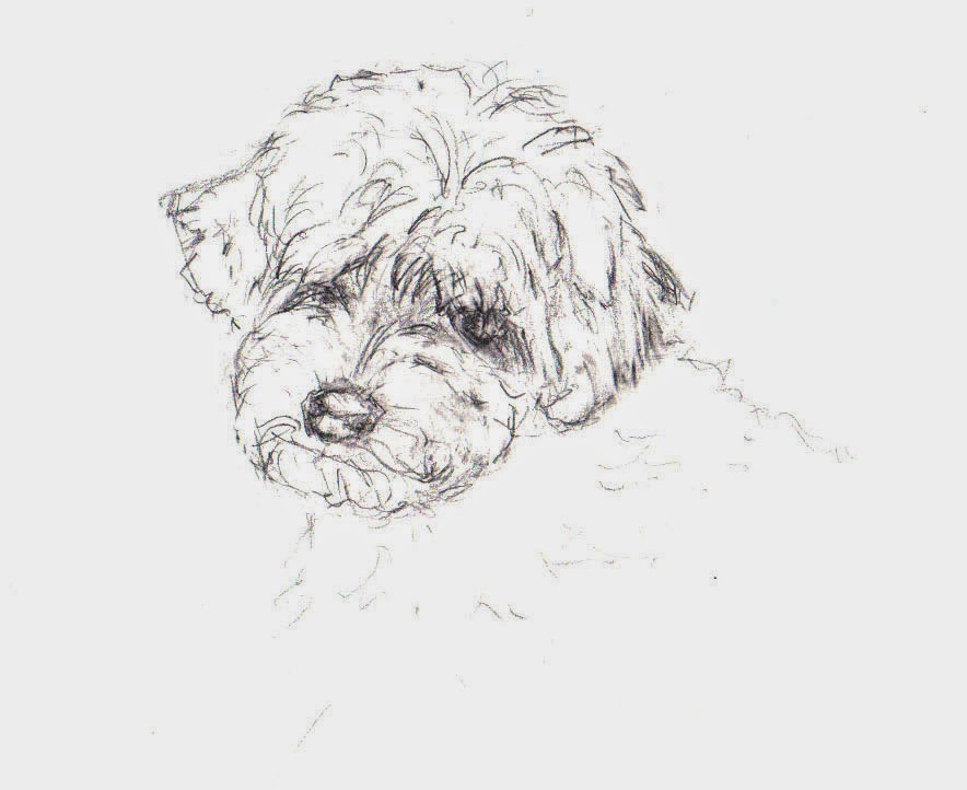 Mitt atelier - maleri, foto og litt mat: Lagottovalp - tegning med ...