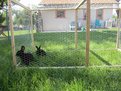 Whirling in the Wind: Rabbit Exercise Pens