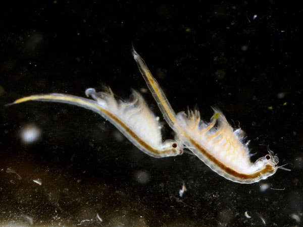 Feenkrebse: Artemia sp.