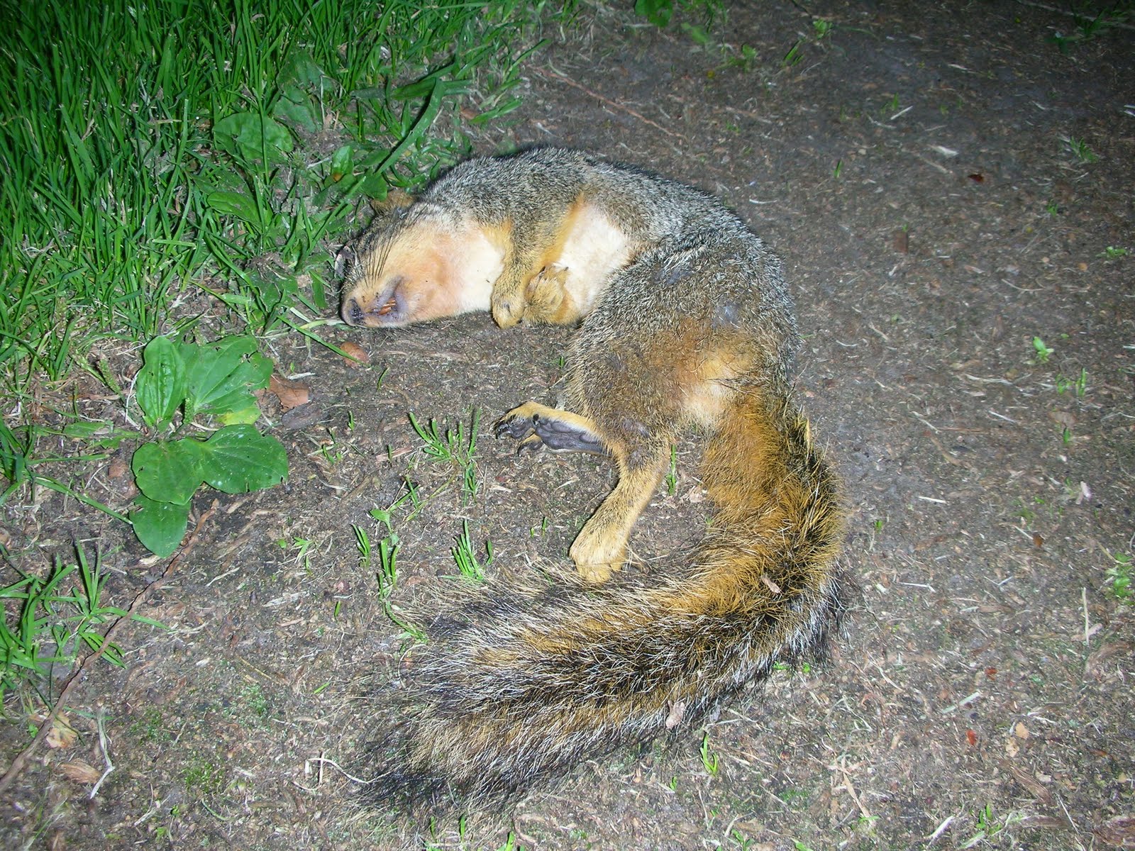 Slouching Toward Urschleim: Rocky the Dying Squirrel