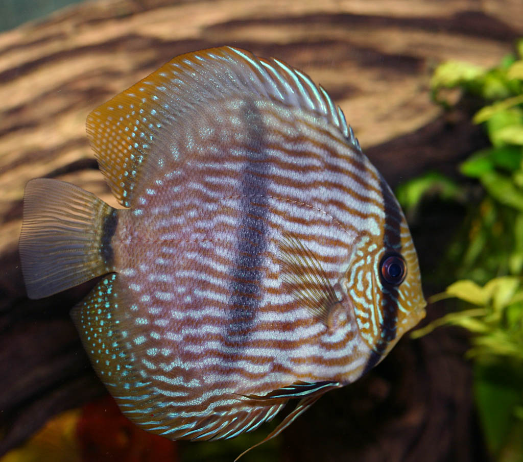 El Apasionante mundo de la Acuariofilia: El Pez Disco
