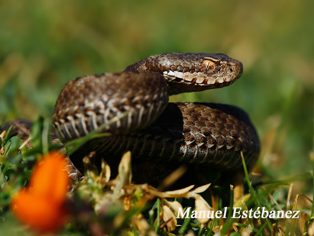Miradas Cantábricas: Vibora de Seoane (Vipera seoanei)
