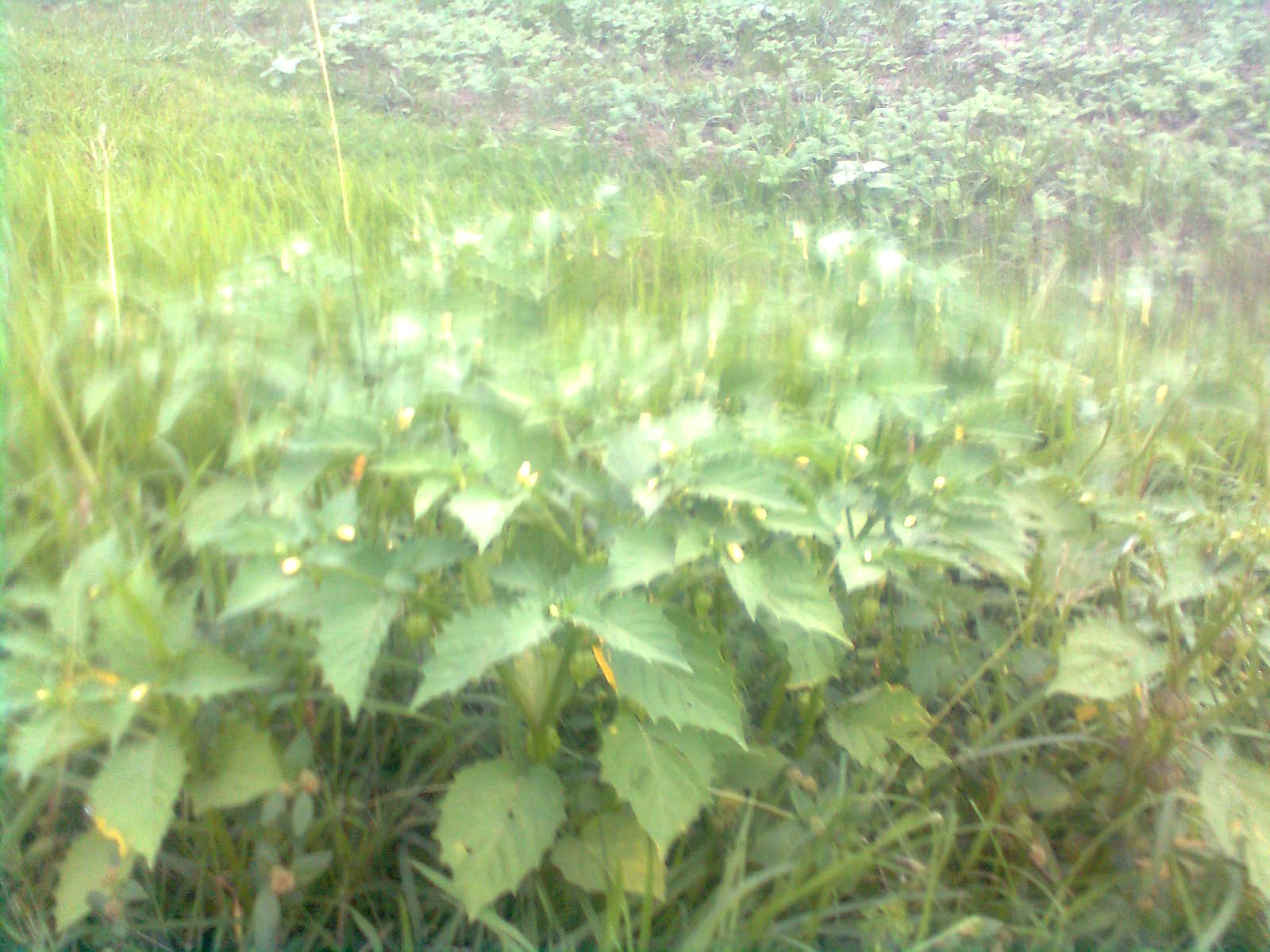WEEDS IN AGRICULTURAL FIELD: DIFFERENT WEEDS