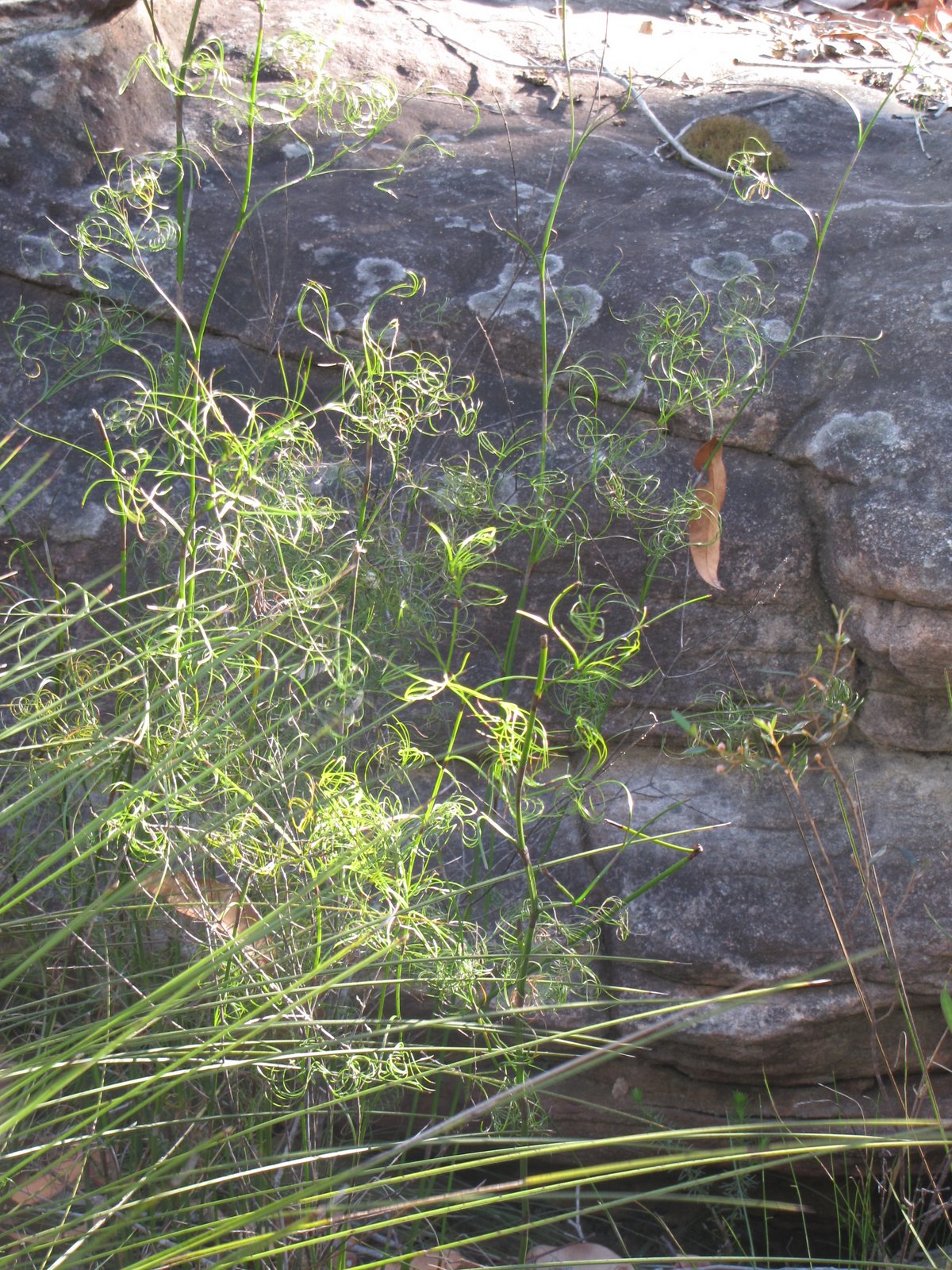Sydney's Wildflowers and Native Plants: Caustis flexuosa - Curly Sedge ...