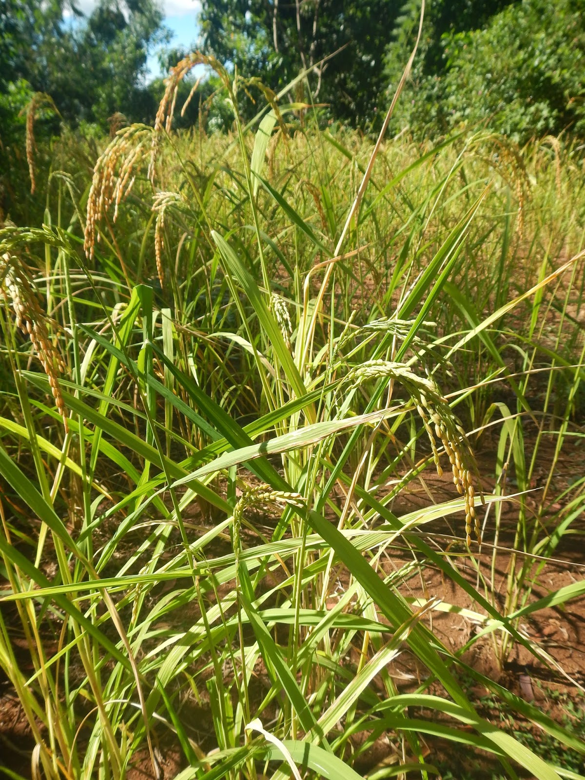 Caribou Maore: A la découverte des épices et de la flore de Mayotte