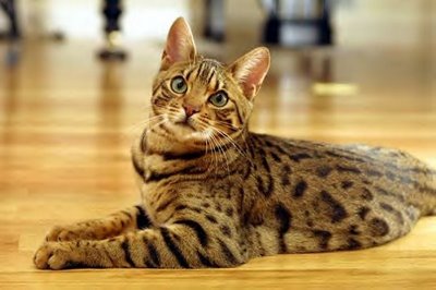 Cat Pictures and Information