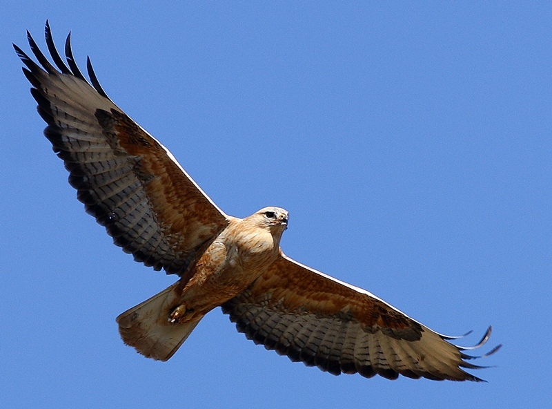 Variety of Life: Buteo