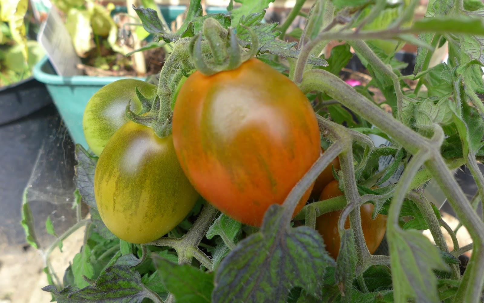 Basicallyitsgrowing: Unusual tomato varieties: tigerella, tumbling ...