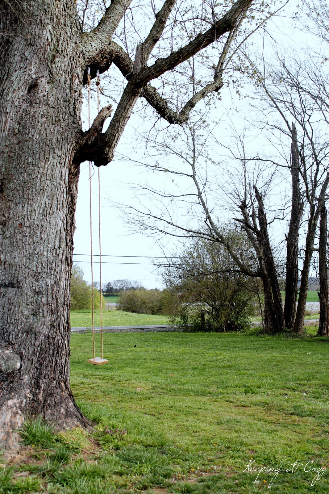 Keeping It Cozy: A Tree Swing