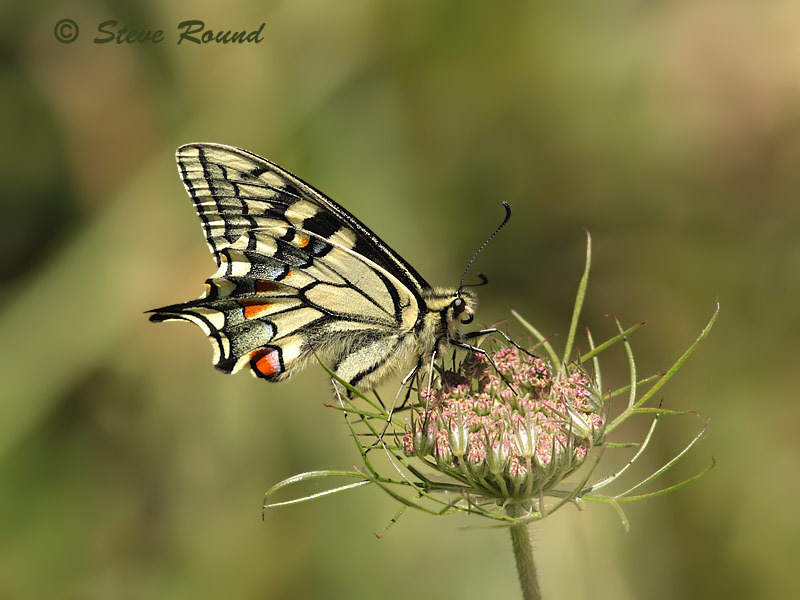 Steve Round Wildlife Photography: Spanish Insects