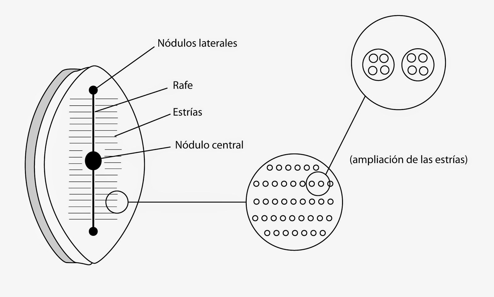 el moderno prometeo: Algas: División Heterokontophyta