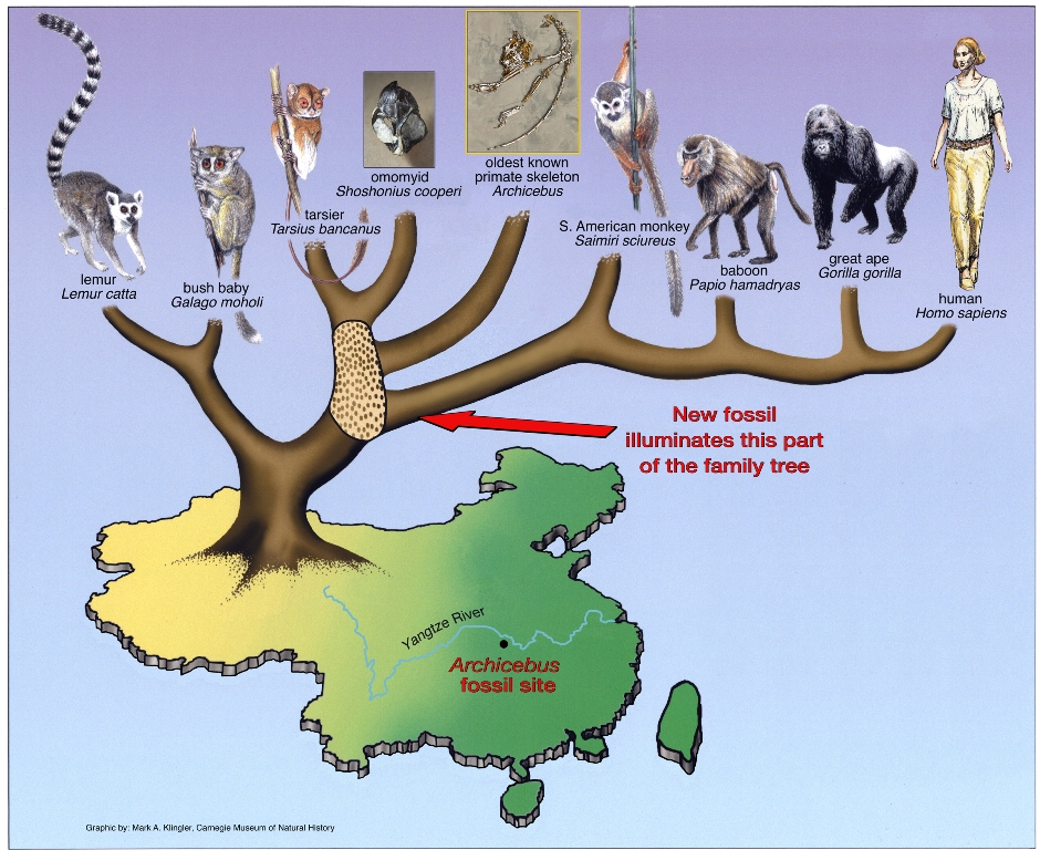 Species New to Science: [PaleoMammalogy • 2013] Archicebus achilles ...
