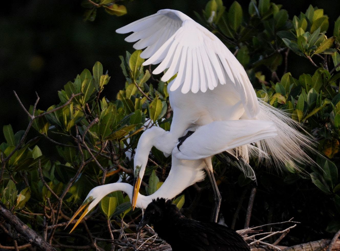 Bellas Aves de El Salvador: Ardea alba (garza blanca) Residente y ...