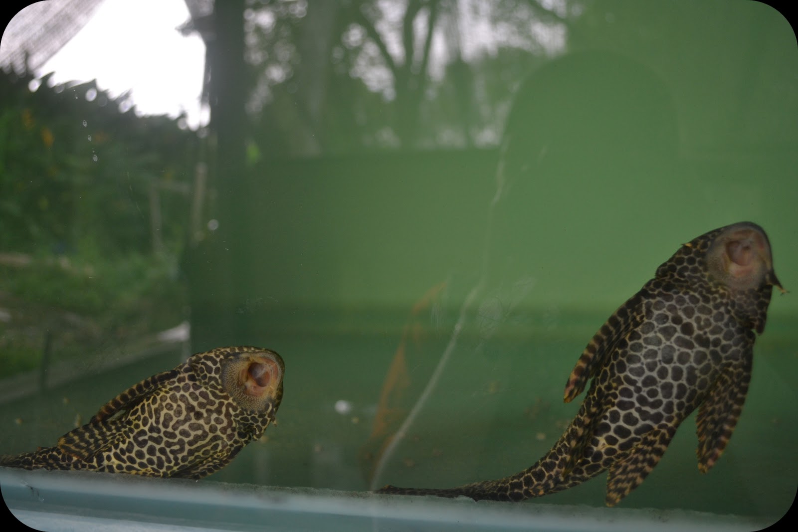 MY ALL: Ikan Bandaraya @ Ikan Cuci Cermin