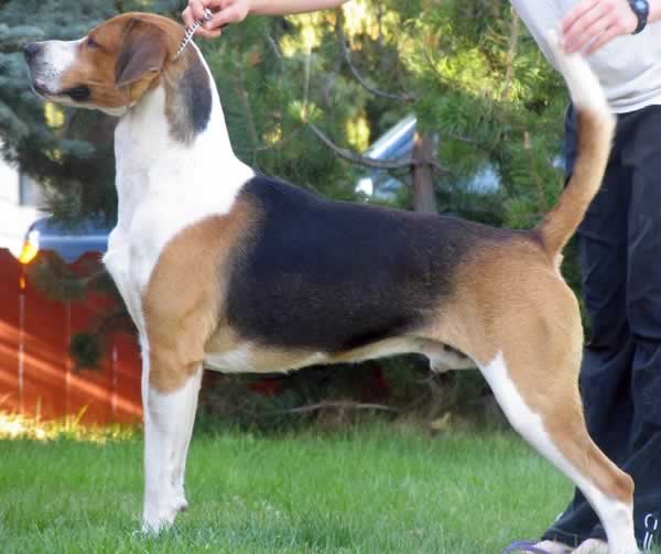 About Dog English Foxhound