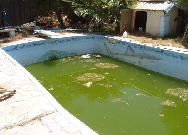 Disgusting Pool