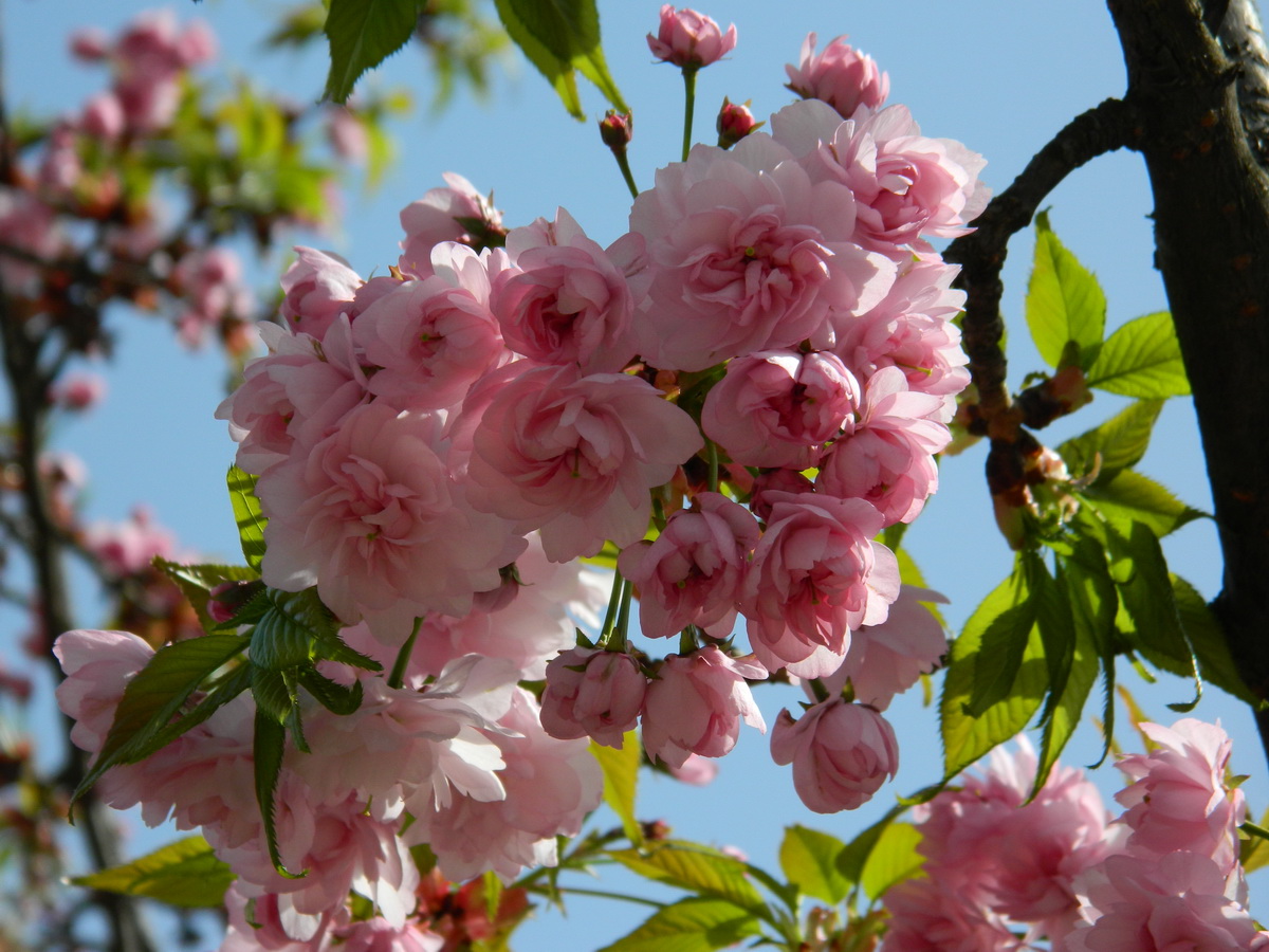 LA MULTI ANI, ROMANIA!: Flori de cires japonez