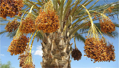 BUAH KURMA DAN KHASIATNYA | OmFuad.Com