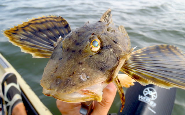 Angling Addict: Recent Critters